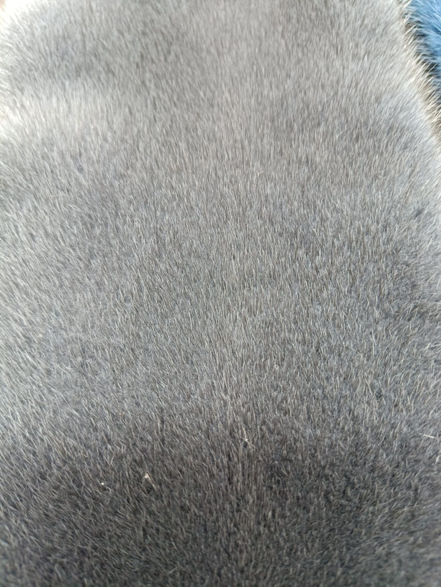 DM S.A. – Furs processing and dyeing